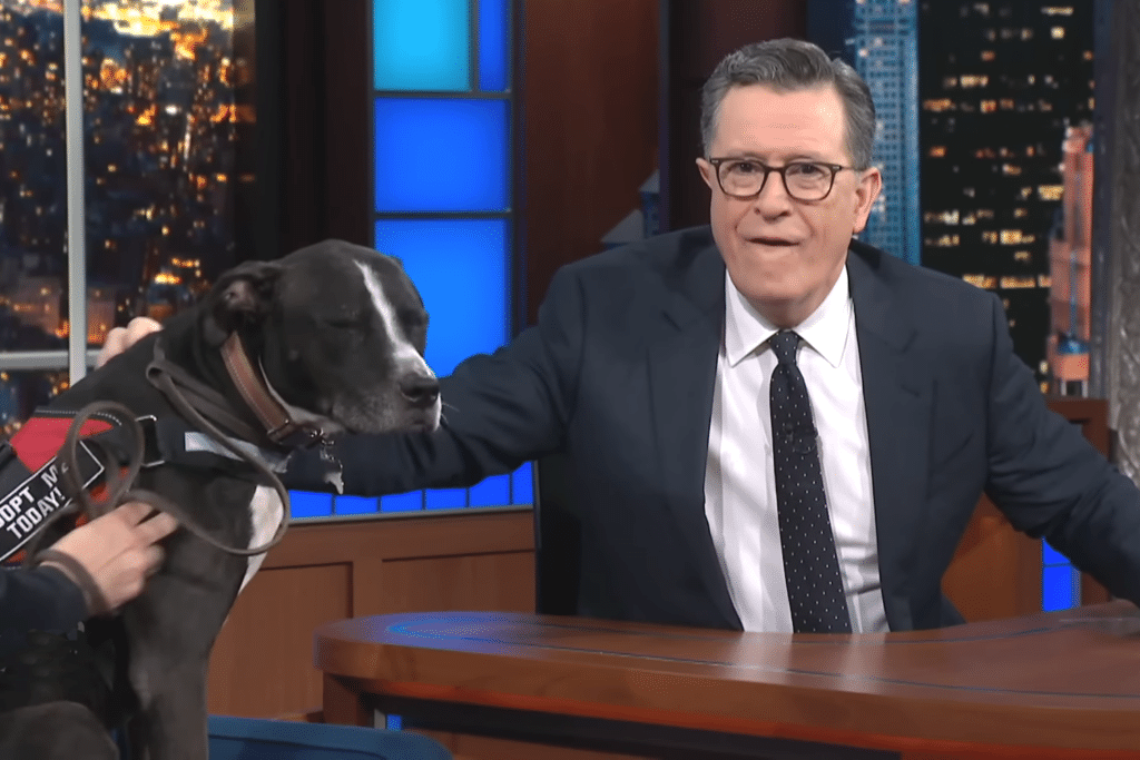 Rescue Dog Repeatedly Featured on Colbert Is Still Up for Adoption ...
